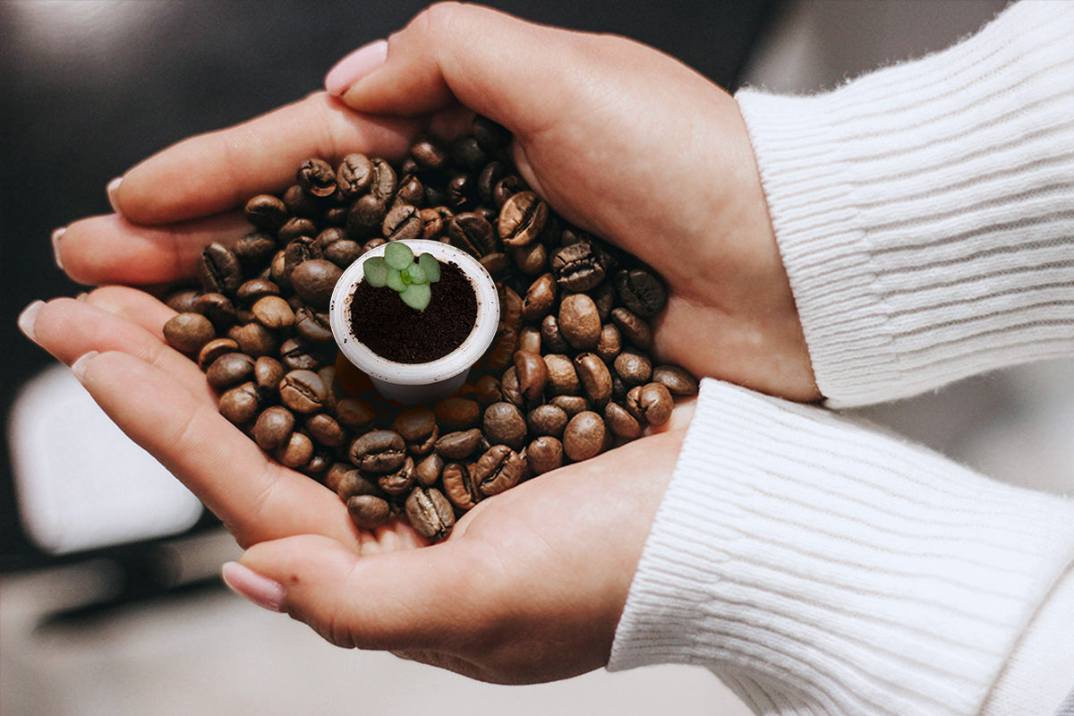 Pod Power: Green Sips Ahead – Pod & Parcel US